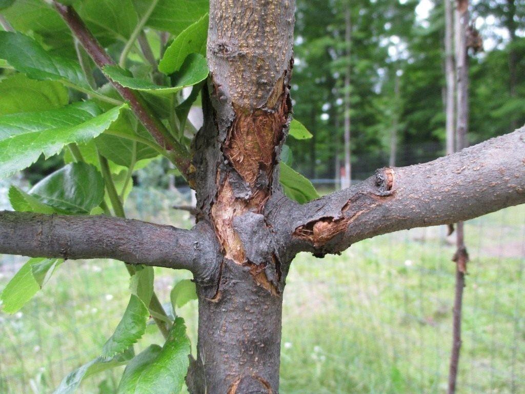The bark on the pear trunk cracks: why, what to do, reasons