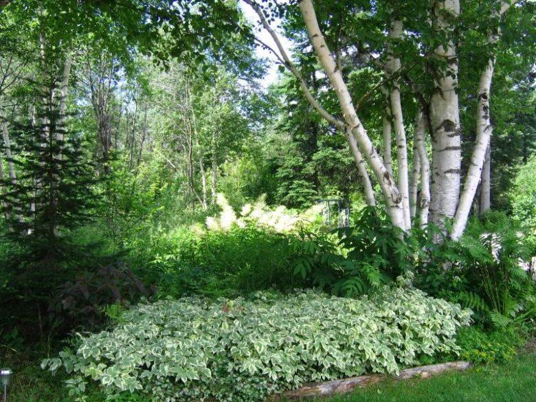 Types of birch trees in Russia: photos with names, descriptions, which ...