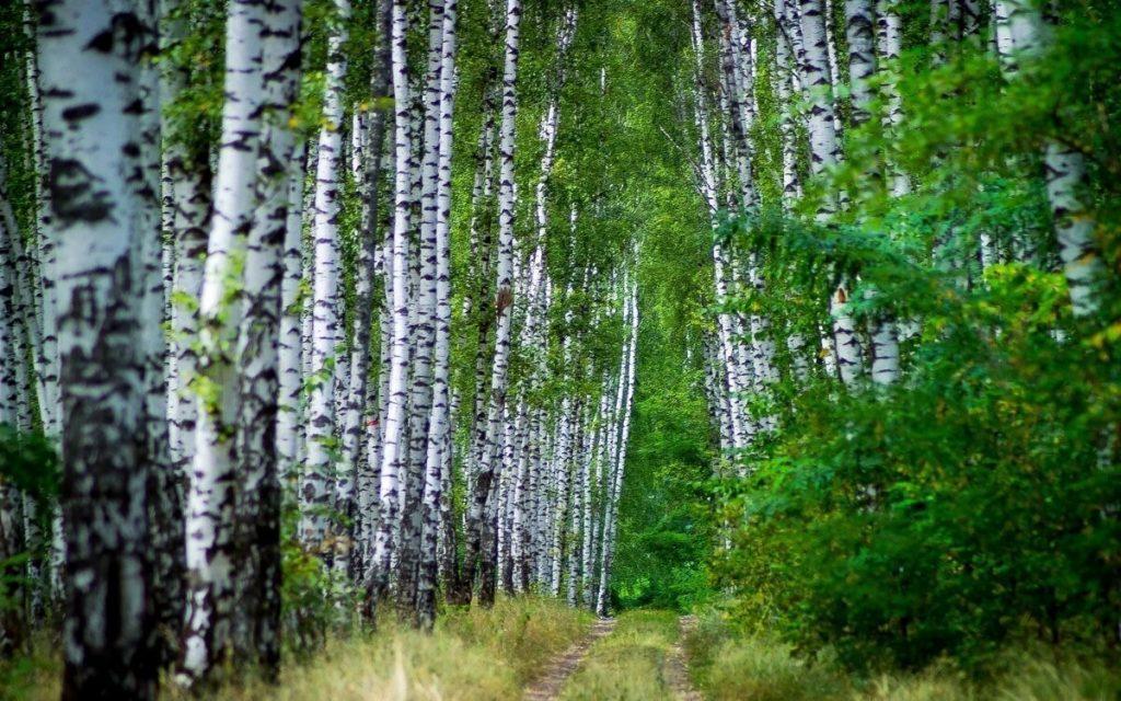 Types of birch trees in Russia: photos with names, descriptions, which ...