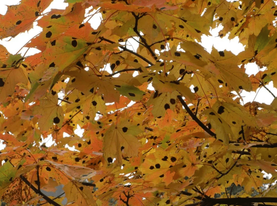 Érable: à quoi ça ressemble, types, variétés, variétés, description ...