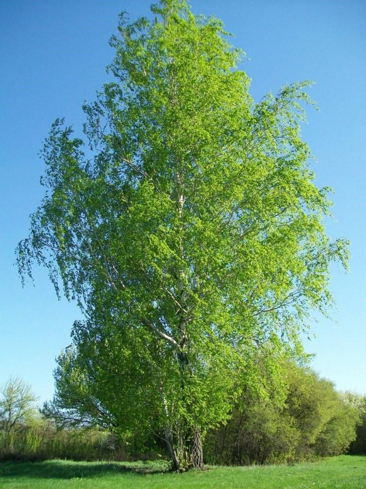 Types of birch trees in Russia: photos with names, descriptions, which ...