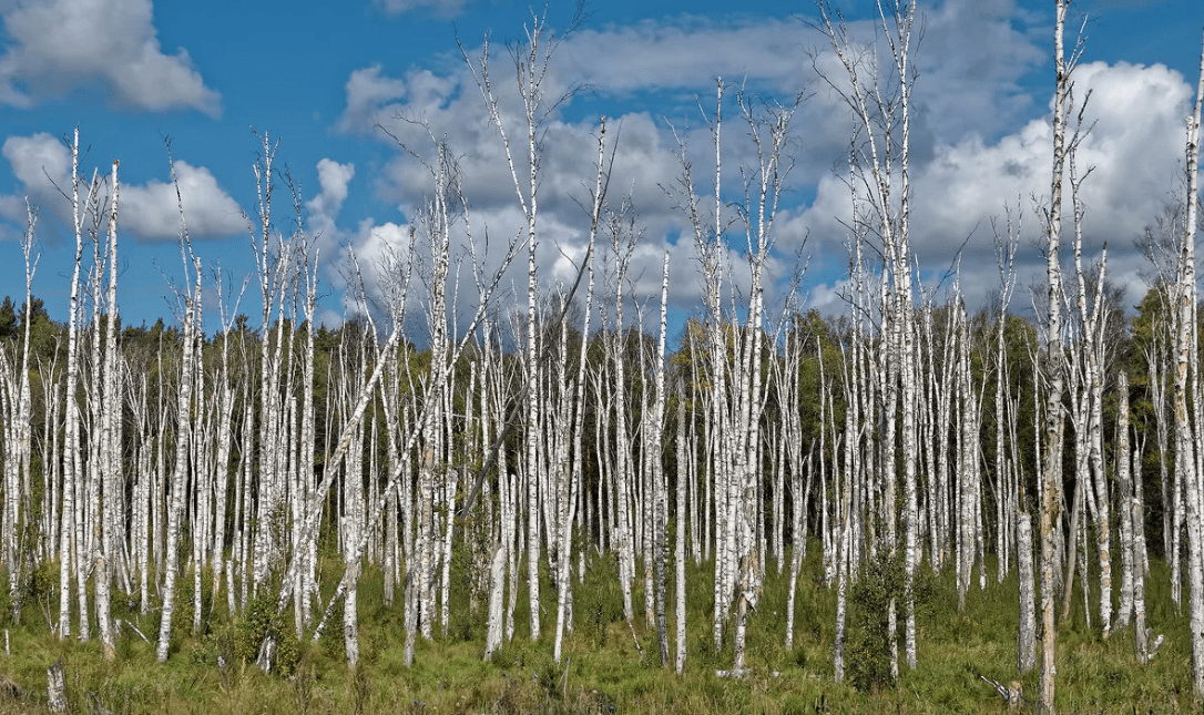 Types of birch trees in Russia: photos with names, descriptions, which ...