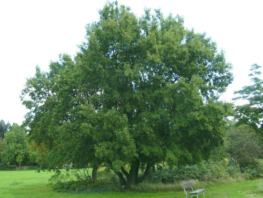 Érable: à quoi ça ressemble, types, variétés, variétés, description ...