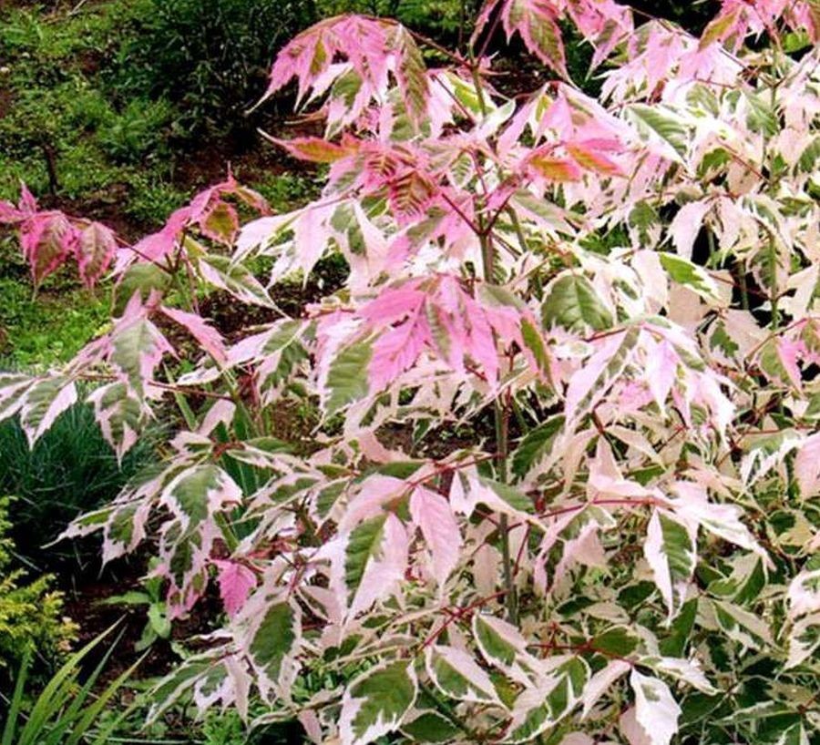 Érable: à quoi ça ressemble, types, variétés, variétés, description ...