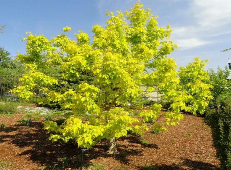 Érable: à quoi ça ressemble, types, variétés, variétés, description ...