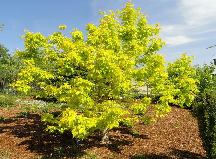 Érable: à quoi ça ressemble, types, variétés, variétés, description ...