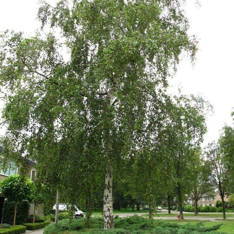 Types of birch trees in Russia: photos with names, descriptions, which ...
