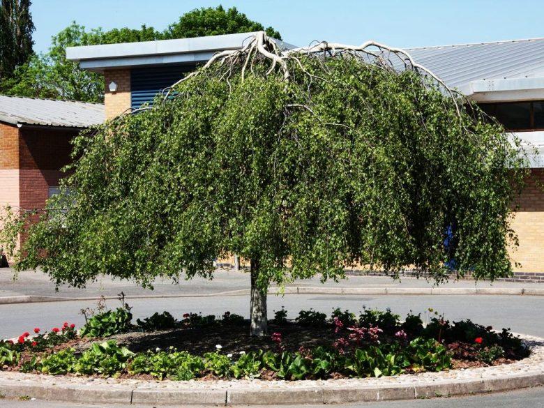 Types of birch trees in Russia: photos with names, descriptions, which ...