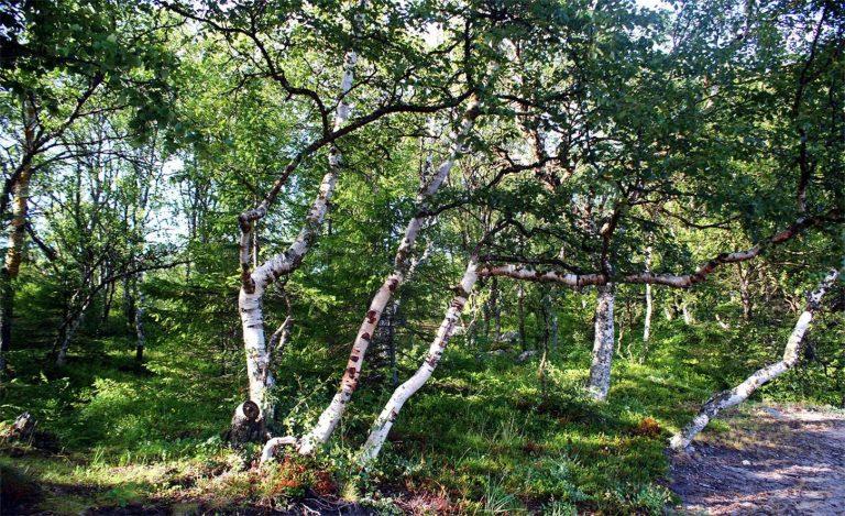 Types of birch trees in Russia: photos with names, descriptions, which ...