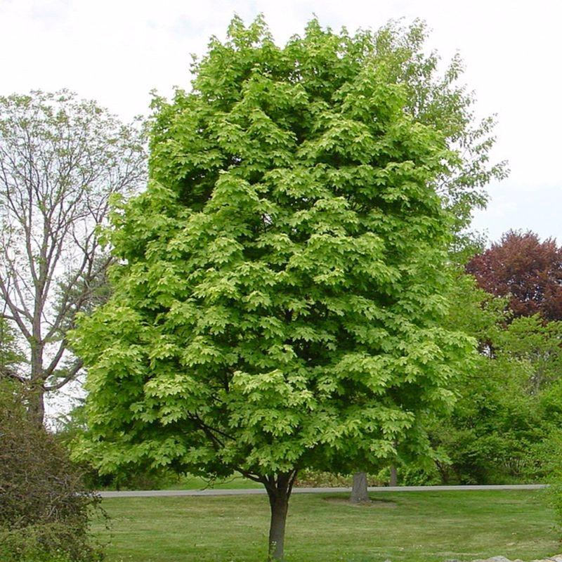 Érable: à quoi ça ressemble, types, variétés, variétés, description ...