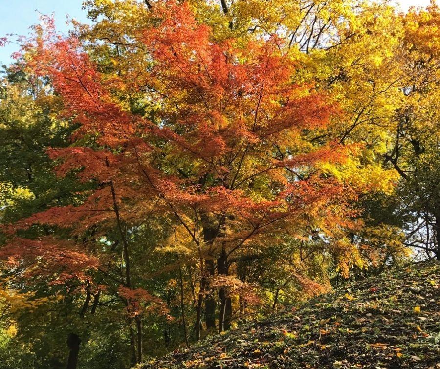Érable: à quoi ça ressemble, types, variétés, variétés, description ...