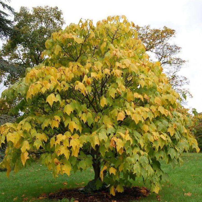 Érable: à quoi ça ressemble, types, variétés, variétés, description ...