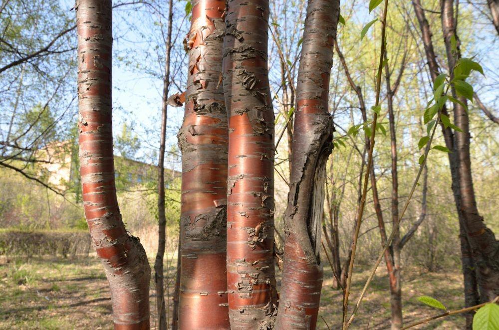 Types of birch trees in Russia: photos with names, descriptions, which ...