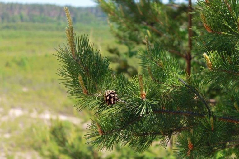Gran og furu: forskjeller, bilder, hvordan de ser ut, hvor de vokser ...