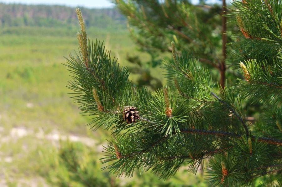 Gran og furu: forskjeller, bilder, hvordan de ser ut, hvor de vokser ...