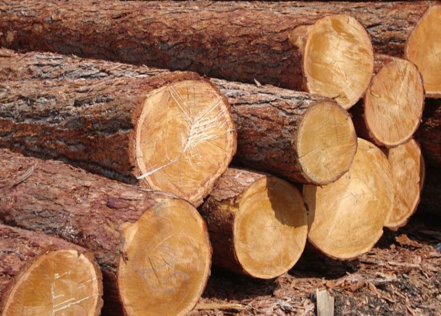 Gran og furu: forskjeller, bilder, hvordan de ser ut, hvor de vokser ...