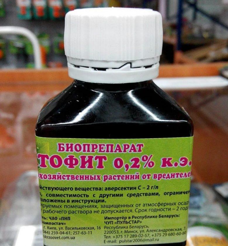 Moucherons sur tomates (blancs, noirs) : comment les traiter, comment s ...