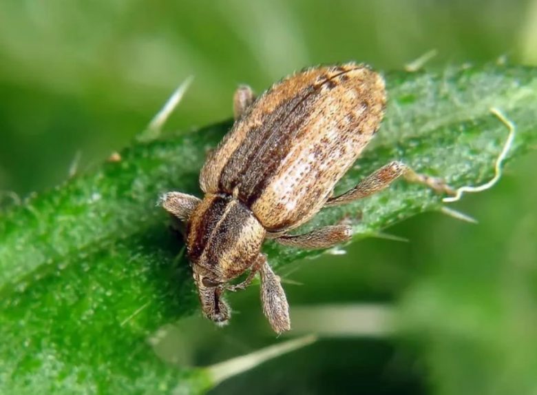 Lucerna vetési mennyisége 1 ha-ra: vetés időpontja, tavaszi vetés, kézi ...