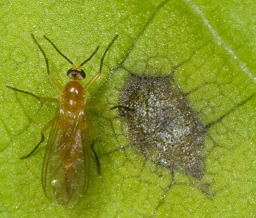 Lucerna vetési mennyisége 1 ha-ra: vetés időpontja, tavaszi vetés, kézi ...