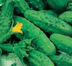 Varieties of gherkin cucumbers