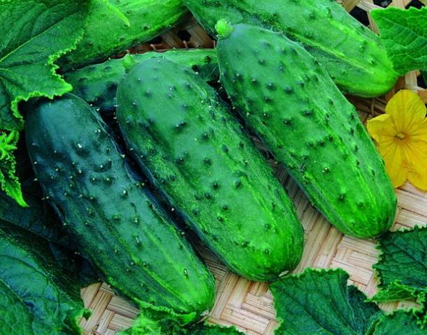 Varieties of gherkin cucumbers