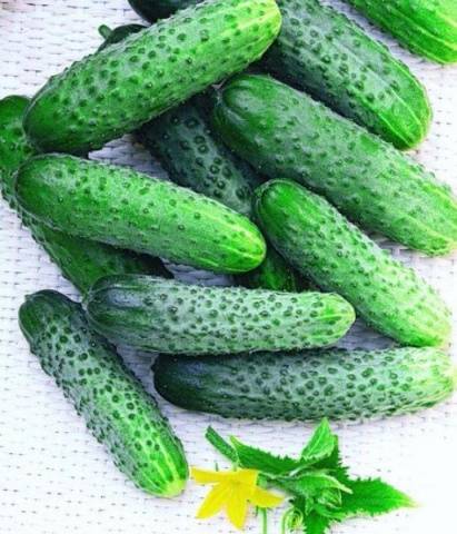 Varieties of gherkin cucumbers